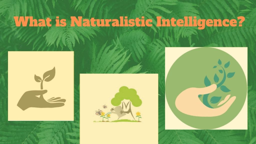 What is Naturalistic Intelligence? Know everything about it!