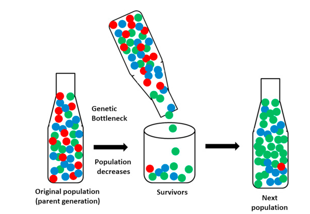 Genetic Drift: Complete Explanation | AllAssignmentHelp.com