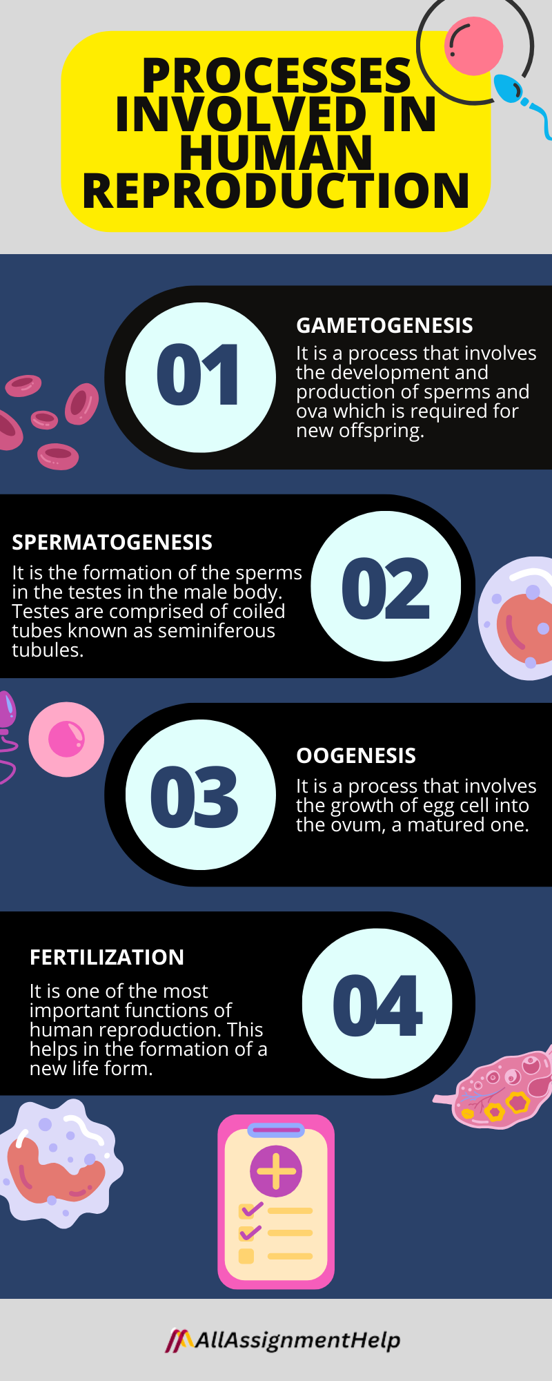 Get To Know All About Male and Female Reproduction System